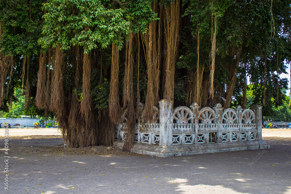 Twin banyan trees in the south square, Alun-Alun Selatan, Yogyakarta ...