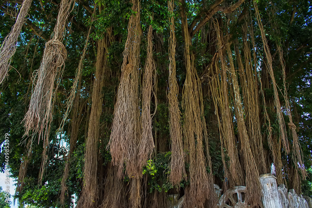 Twin banyan trees in the south square, Alun-Alun Selatan, Yogyakarta ...