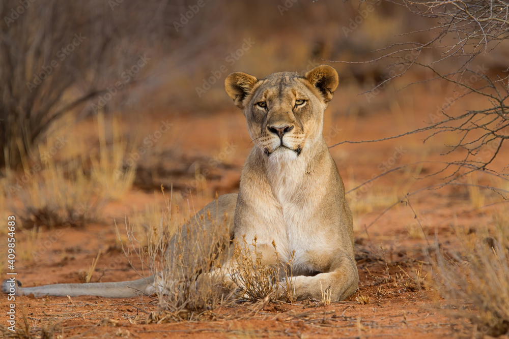 Lioness resting in Erindi Private Game Reserve in Namibia Stock Photo ...