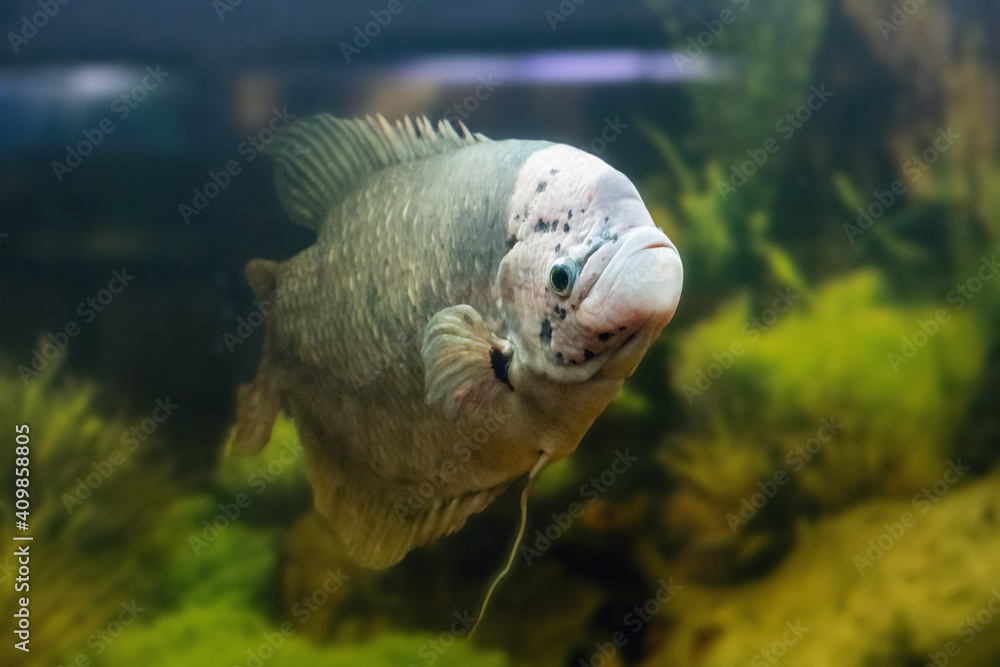 Giant gourami fish, Osphronemus goramy swims in an aquarium Stock Photo ...