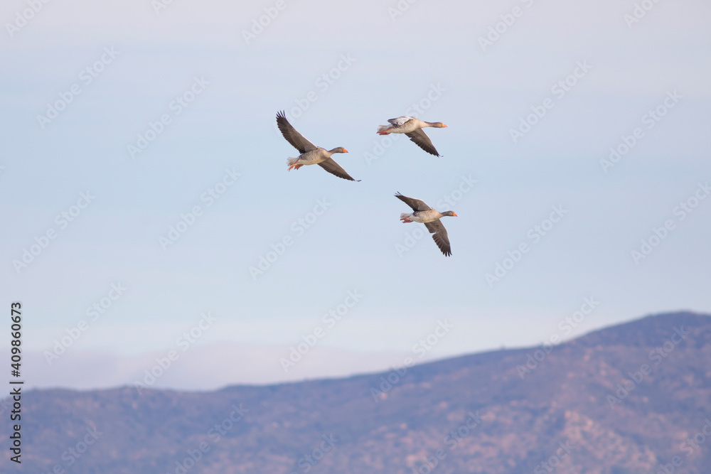 Foto de Pareja de ánsare comunes, gansos comunes u ocas comunes en un ...