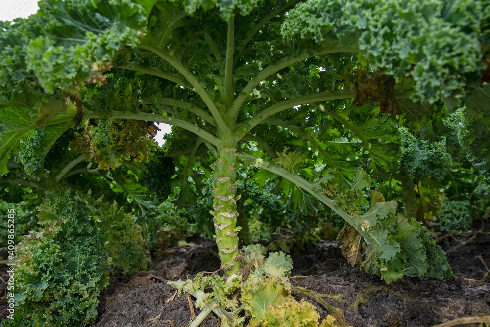 Kale. Field of kale. Vegetables. Noord Holland Netherlands. Agriculture ...