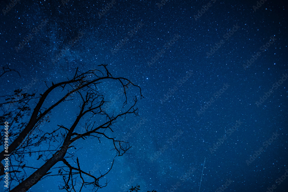 Silhouette of tree in starry sky background Stock Photo | Adobe Stock
