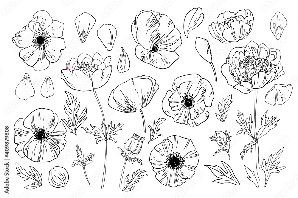 Poppy flower in memory of the victims of the First World War. Flowers ...