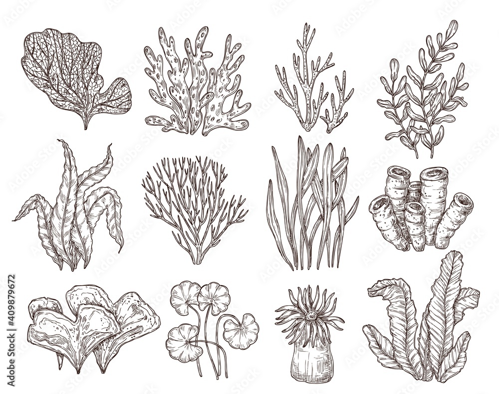 Sketch seaweed. Isolated ocean seaweeds, aquarium decorative art ...