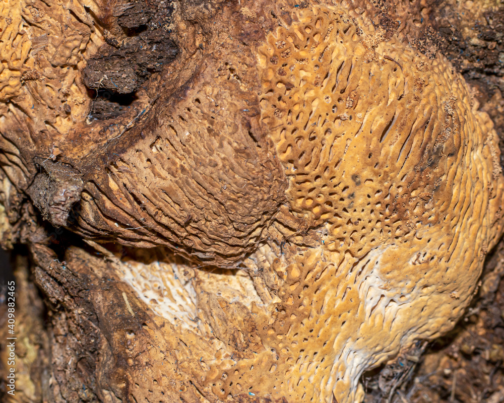Lichen on a tree cut. Formation of a fungus parasite. Mulberry mushroom ...
