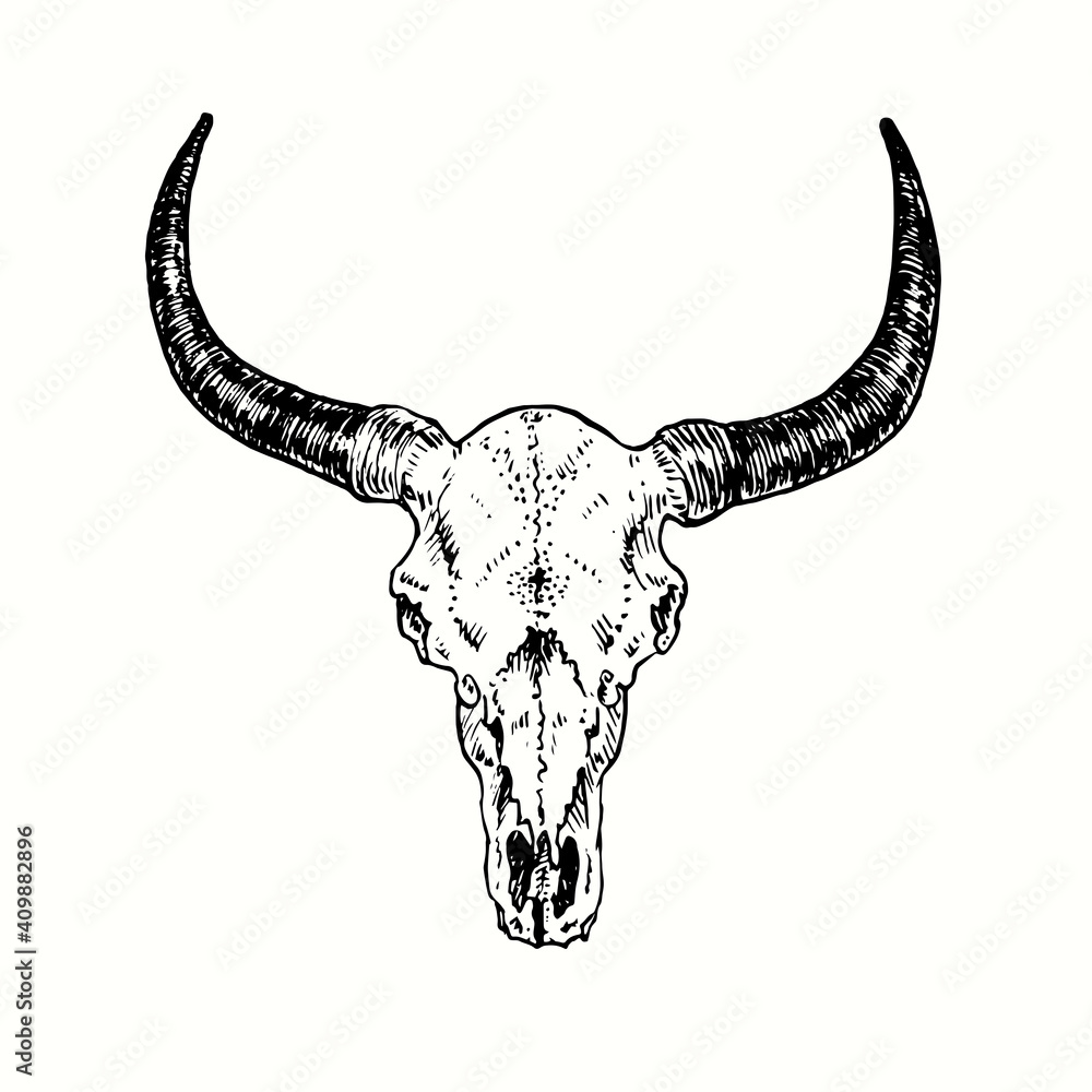 Bull skull, front view. Ink black and white drawing. Vector ...