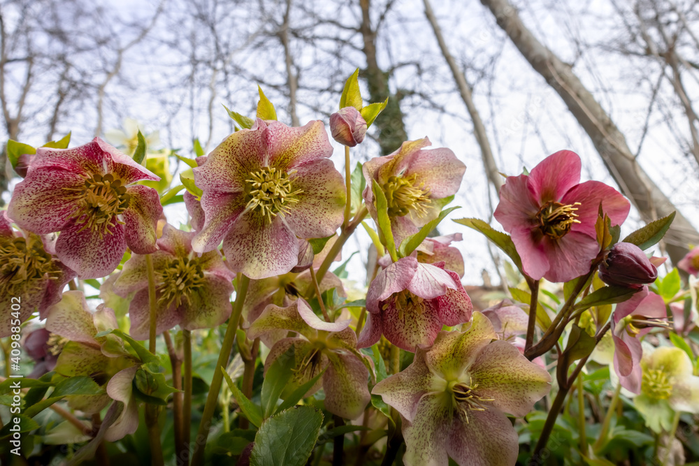 rosa Christrosen Stock Photo | Adobe Stock