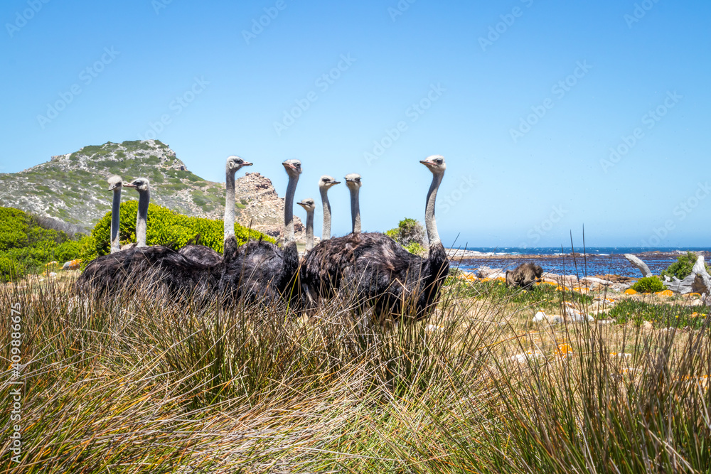 Flock of Common ostrich (Struthio camelus) walking along a green ...