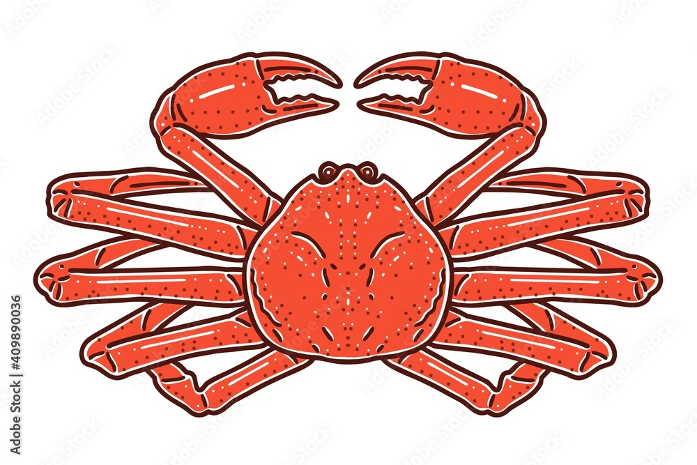 Snow crab. Colored vector illustration. Stock Vector | Adobe Stock
