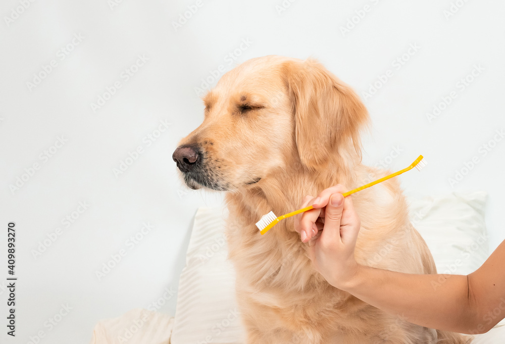Girls hand hold a muzzle and a toothbrush. Woman brushing teeth a ...
