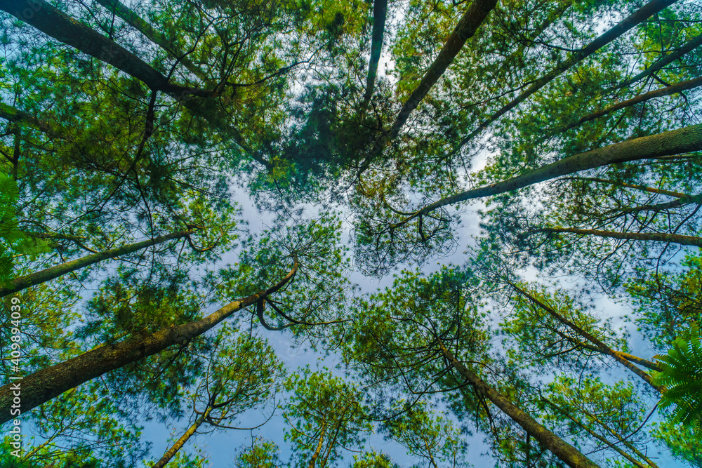 Trees of green forest with sky view, looking up, up view, low angle ...