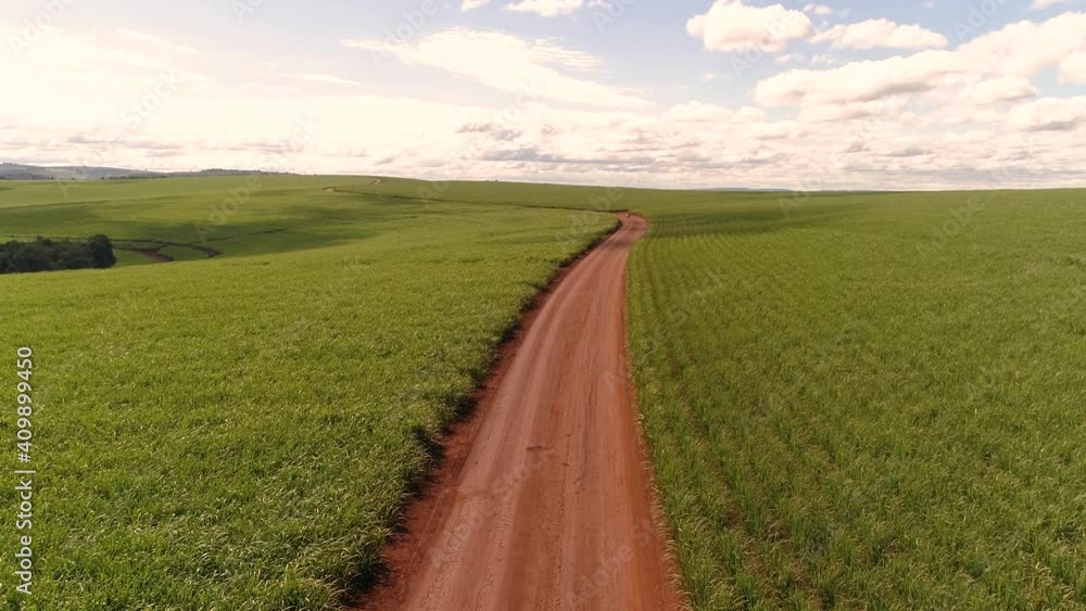 Beautiful aerial image sugar cane plantation, drone flying over ...