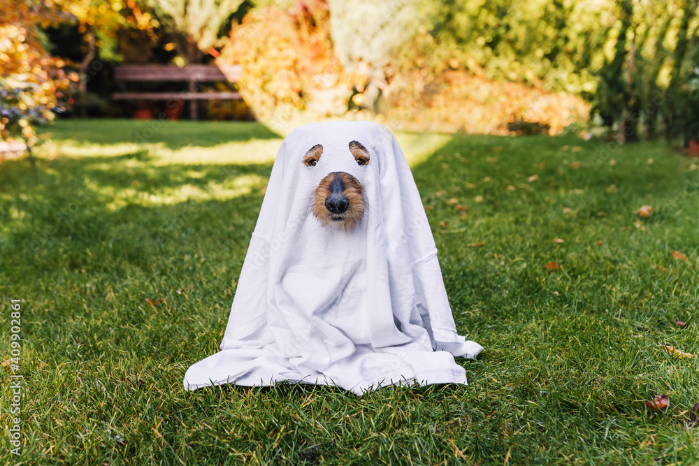 Black small dog mutt in ghost costume for Halloween. Mały pies kundelek ...