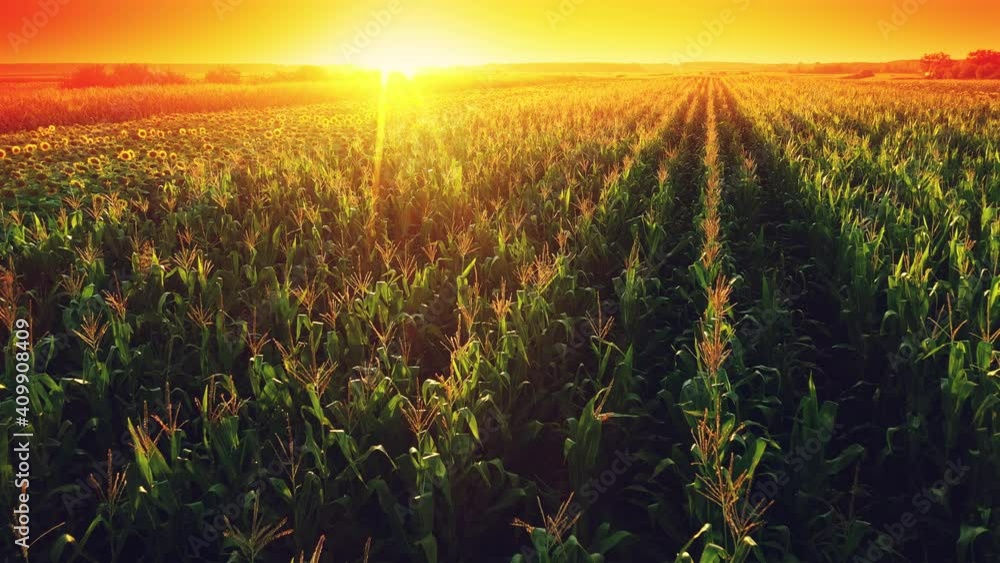 Beautiful corn field in sunset, drone footage aerial shot of green ...