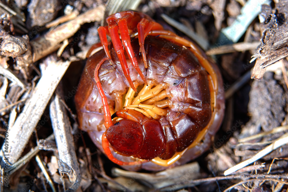 centipede is curling up in a circle to hatch its eggs inside its nest ...