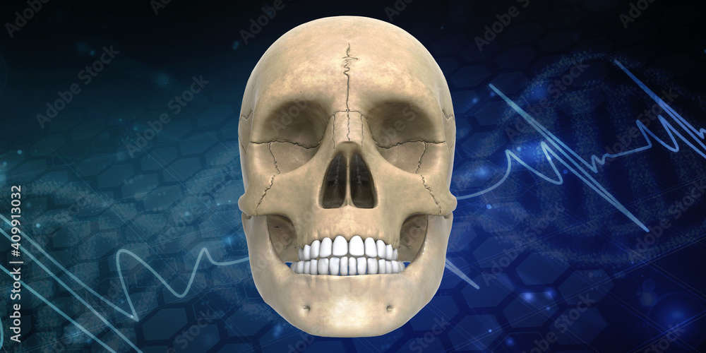 3d illustration Human Skull anatomy Stock Illustration | Adobe Stock