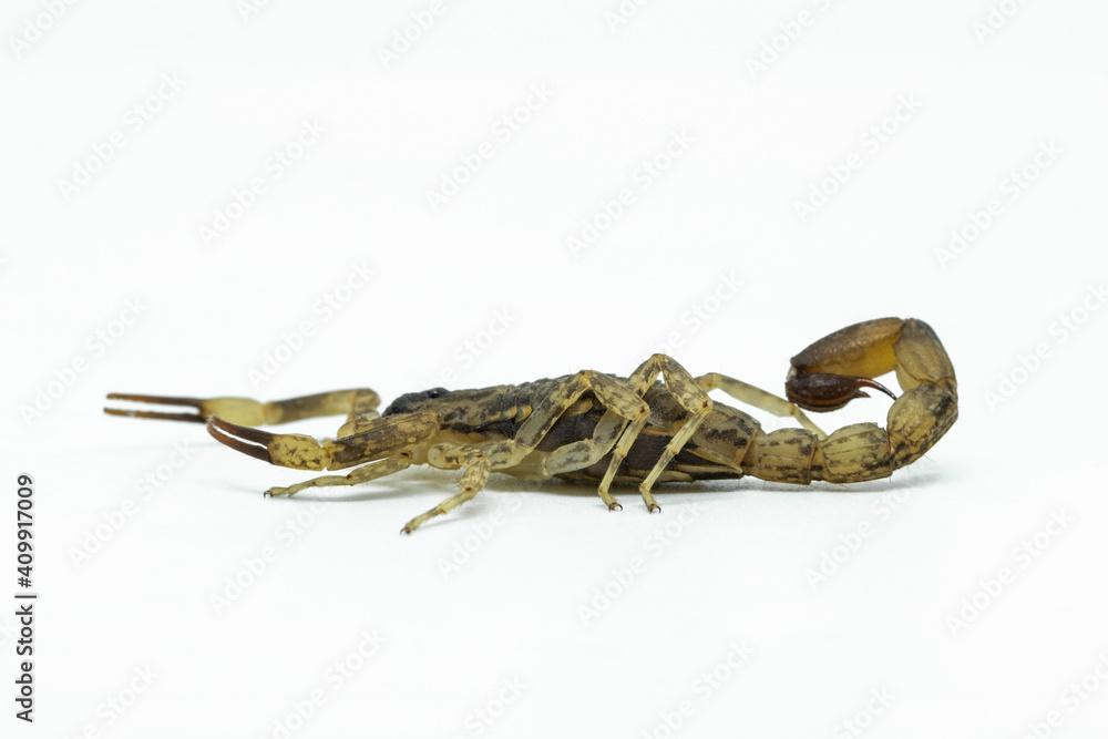 Chinese Swimming Scorpion is considered the most widespread and common ...