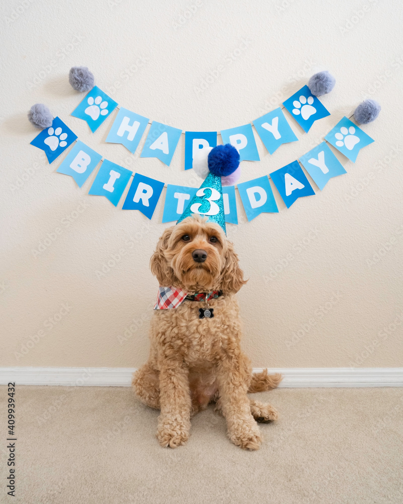 Happy Birthday Young Cockapoo in Wearing Birthday Hat, Cute Cockapoo ...