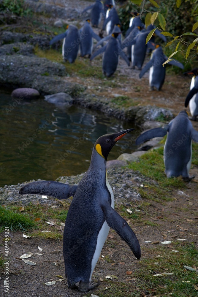 King penguin, in Latin called Aptenodytes patagonicus, in lateral view ...
