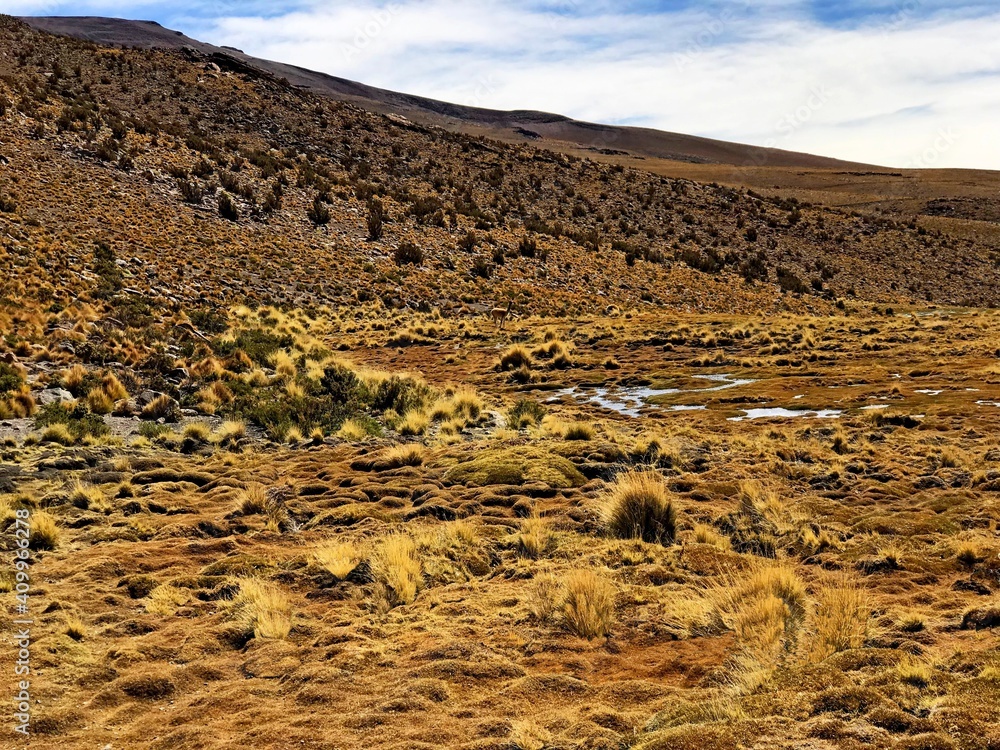 Andean Dry Puna grassland Altiplano plateau Bolivia. Puna Vegetation ...