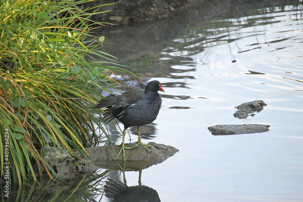 Fotografia do Stock: An adult specimen of the common moorhen (Gallinula ...