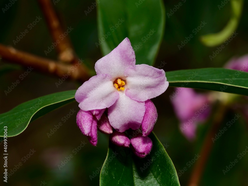 Purple flowers of daphne bholua. Daphne bholua, the Nepalese paper ...