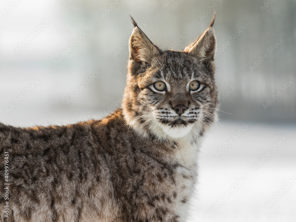 Eurasian lynx, a cub of a wild cat in the snow. Beautiful young lynx in ...
