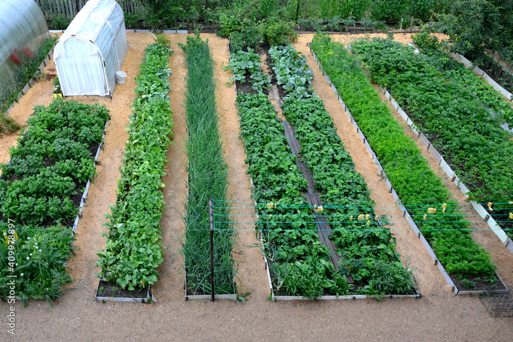 The location of the ridges on the site. View from above. Blooming ...