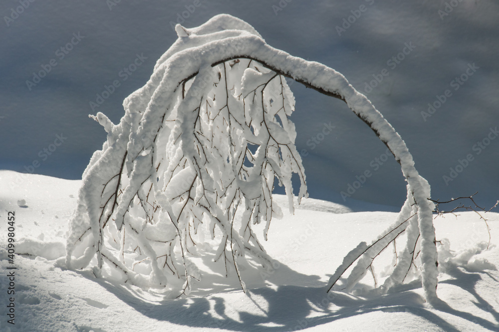arbre recouvert de neige et pliant sous le poids de la neige Stock ...