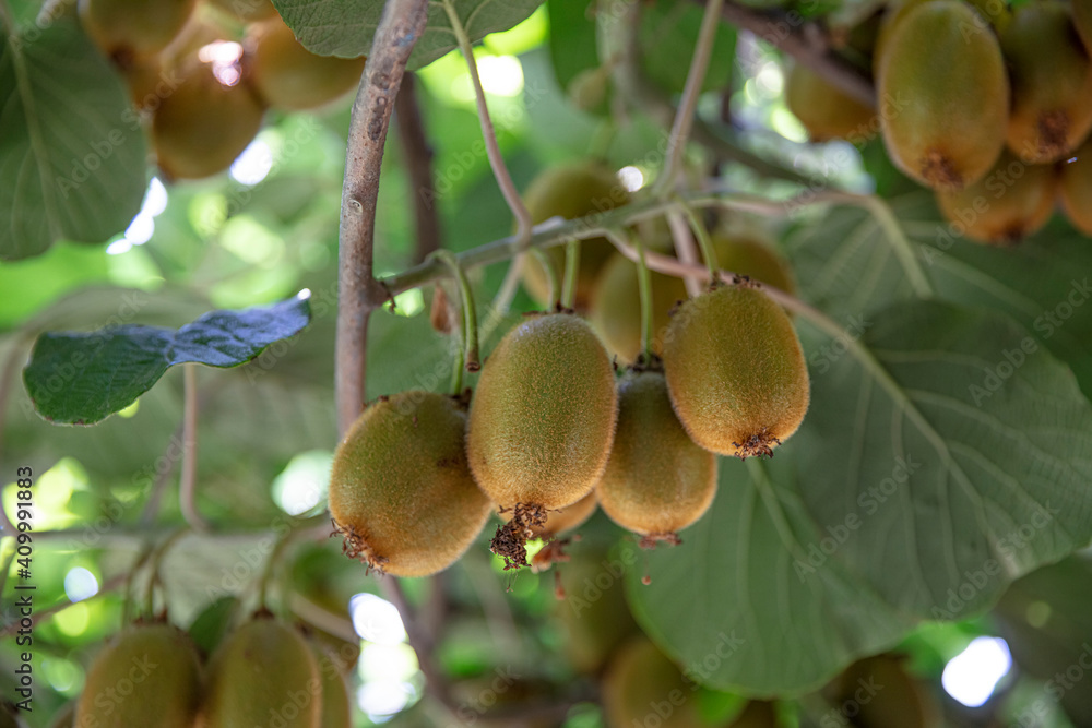 Kiwi picking season. Kiwi on a kiwi tree plantation with with huge ...