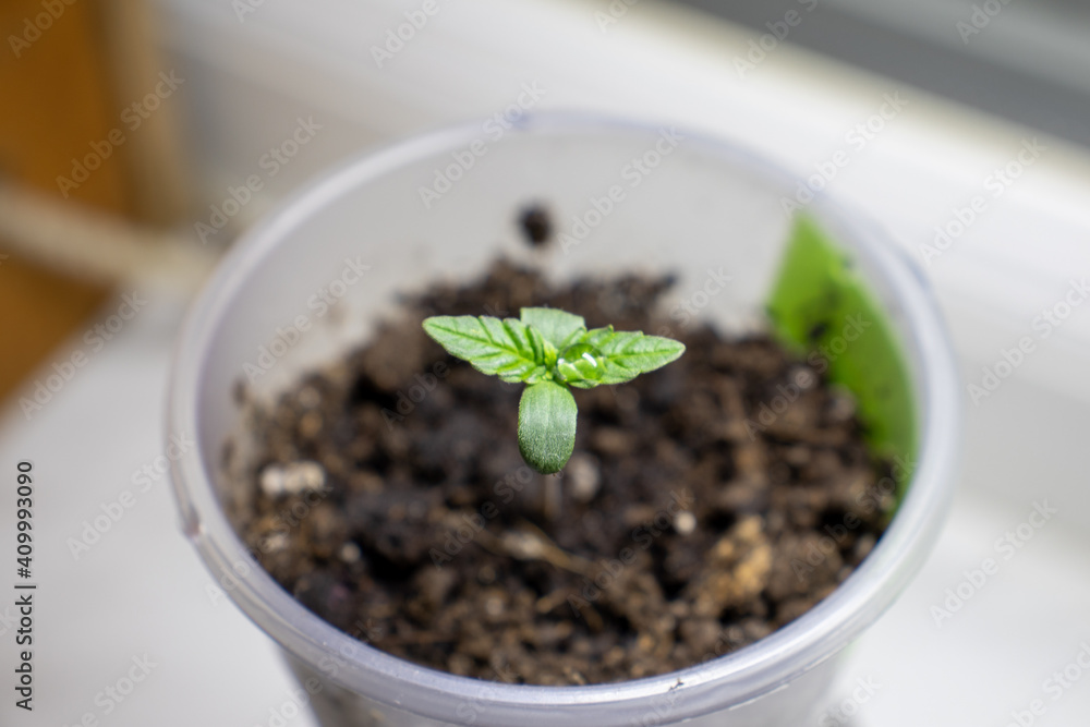 cannabis, plant, pot, growing, herb, hemp, sprout, seedling, medicine ...