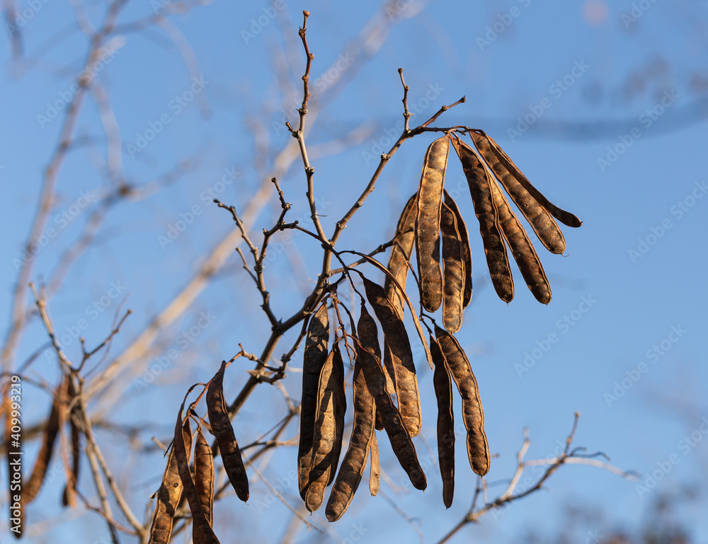 Robinia pseudoacacia, commonly known in its native territory as black ...