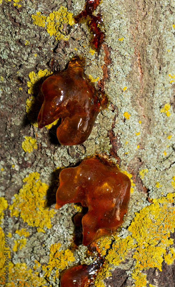 Formation of resin from the juice of a cherry tree.The tree was ...