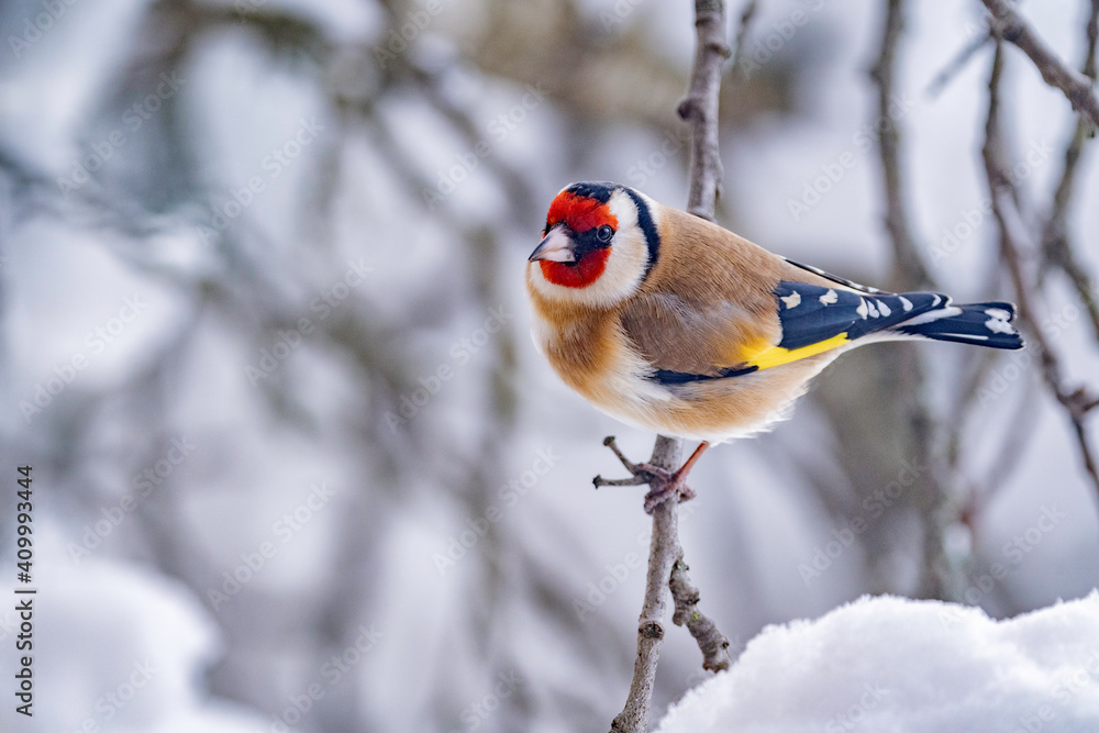 Stieglitz - Distelfink im Winter Stock Photo | Adobe Stock