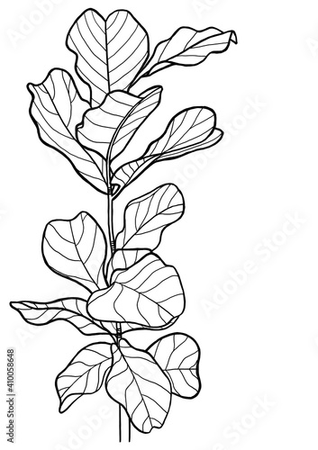 Fiddle Leaf Fig or Ficus Lyrata. Hand draw line art isolated on white ...