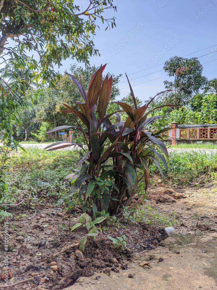 Red cordyline Fruticosa plants at the garden Stock Photo | Adobe Stock