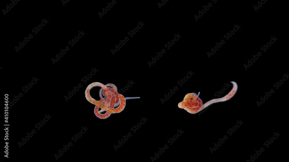 Video Stock worm Oligochaeta Limnodrilus hoffmeisteri or red worm, of ...