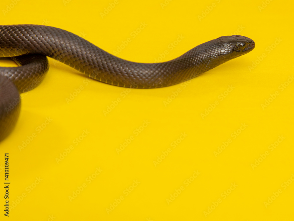 Fotka „The Mexican black kingsnake (Lampropeltis getula nigrita) is ...