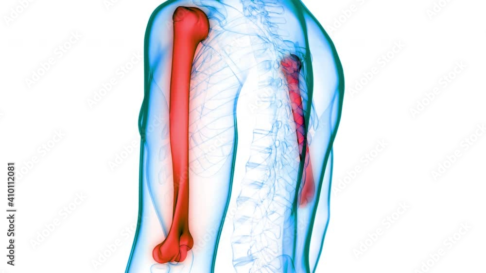 Human Skeleton System Humerus Bone Joints Anatomy Animation Concept ...