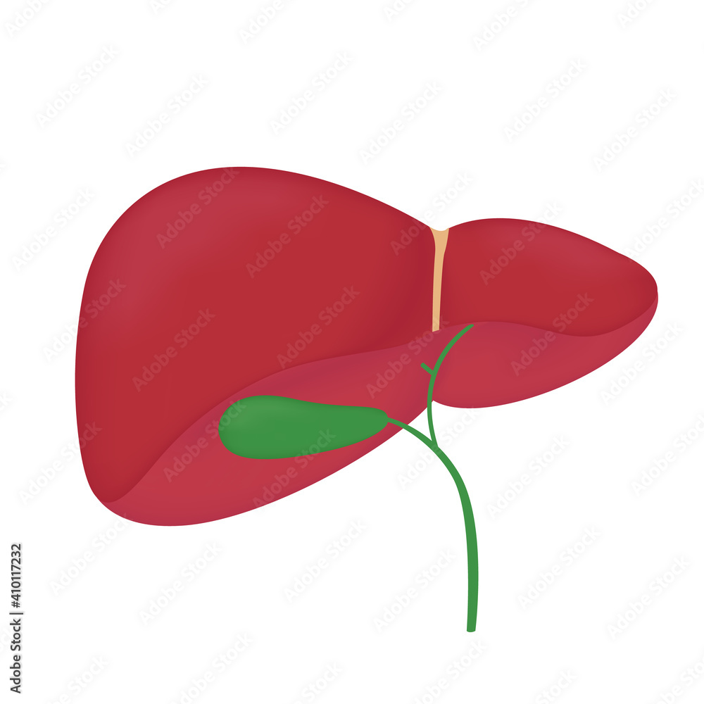 Human anatomy liver, gallbladder with bile ducts. Vector illustration ...