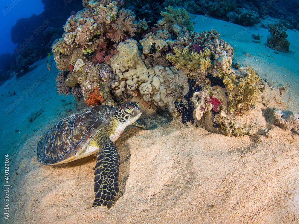 Green turtle on a sand in coral reef (Ras Mohammed, Sharm El Sheikh ...