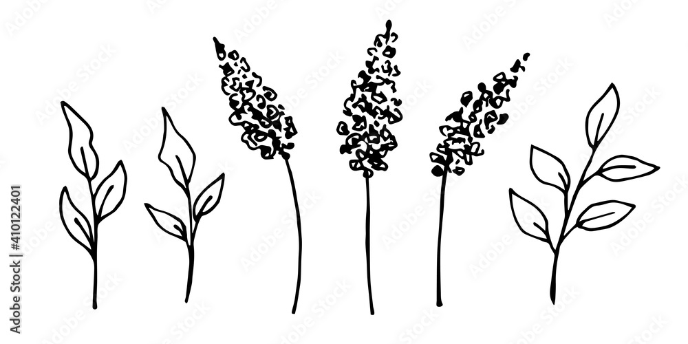 Hand-drawn simple vector drawing in black outline. Set of lilac ...