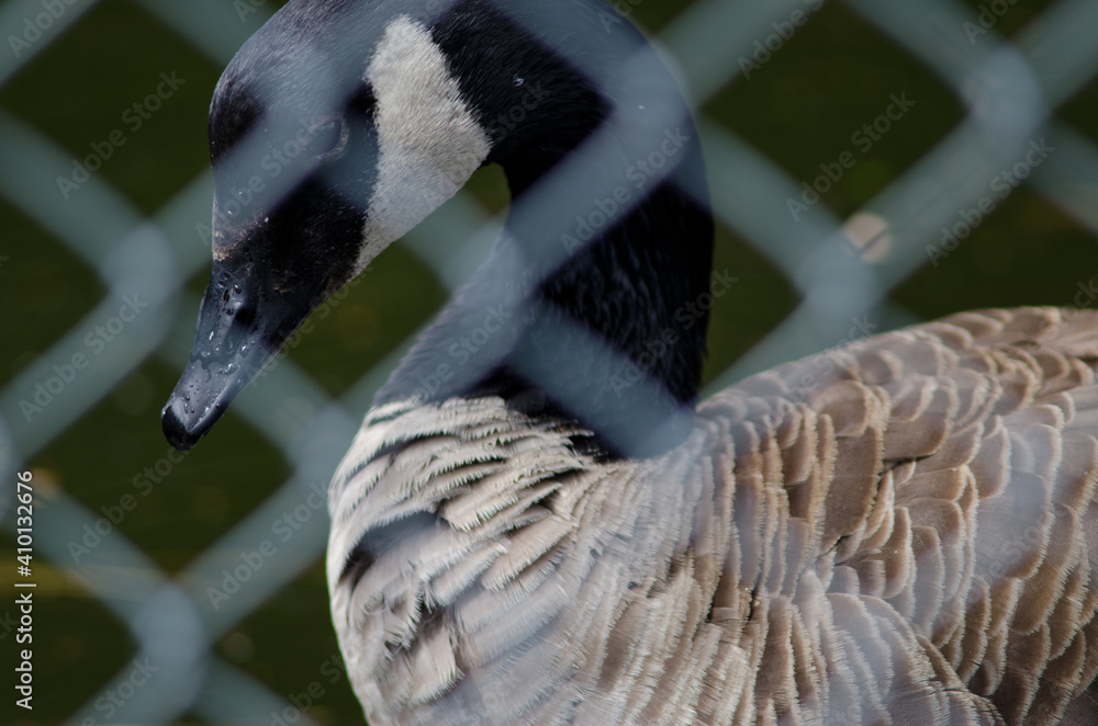 Giant Canada goose Branta canadensis maxima behind a grate. Te Anau ...