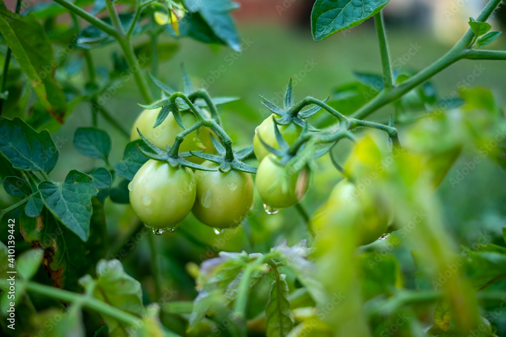 Foto de The tomato is the edible, often red, berry of the plant Solanum ...