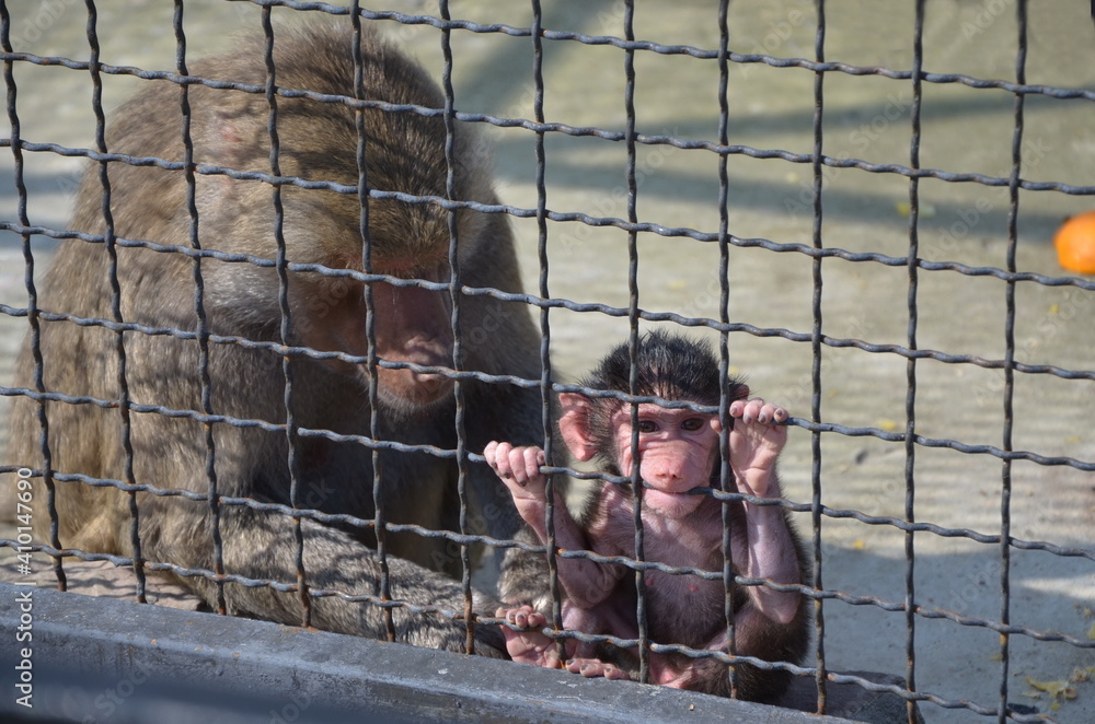 Poster animals in captivity – Wall Art | UkPosters