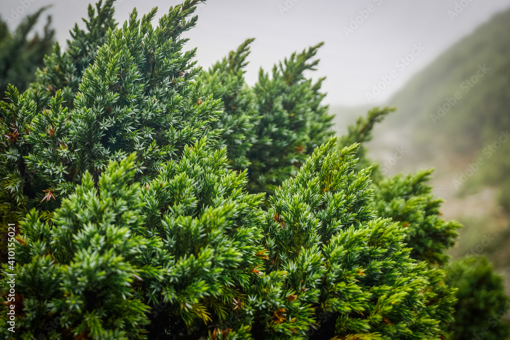 Branches of small fir trees on the top of the mountain Stock Photo ...