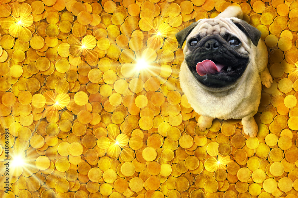 Are Pugs Happy