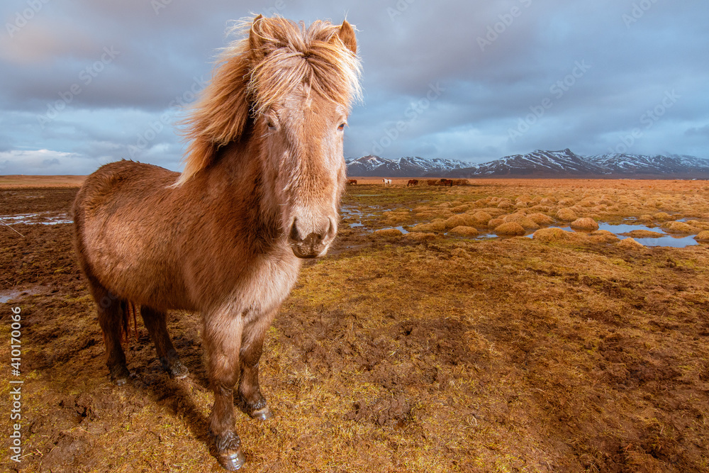 caballo islandés posando en un prado atravesado por un riachuelo con ...