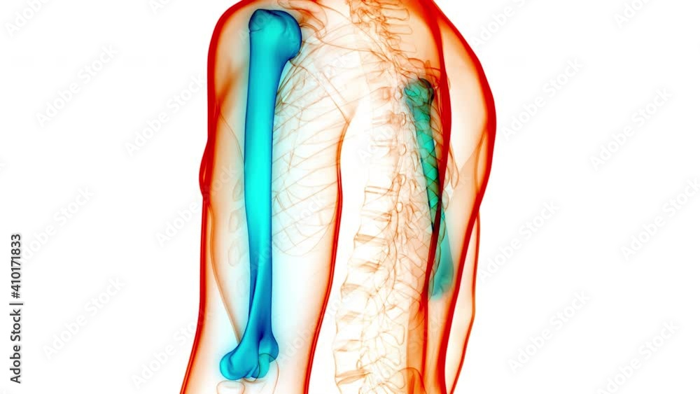 Human Skeleton System Humerus Bone Joints Anatomy Animation Concept ...
